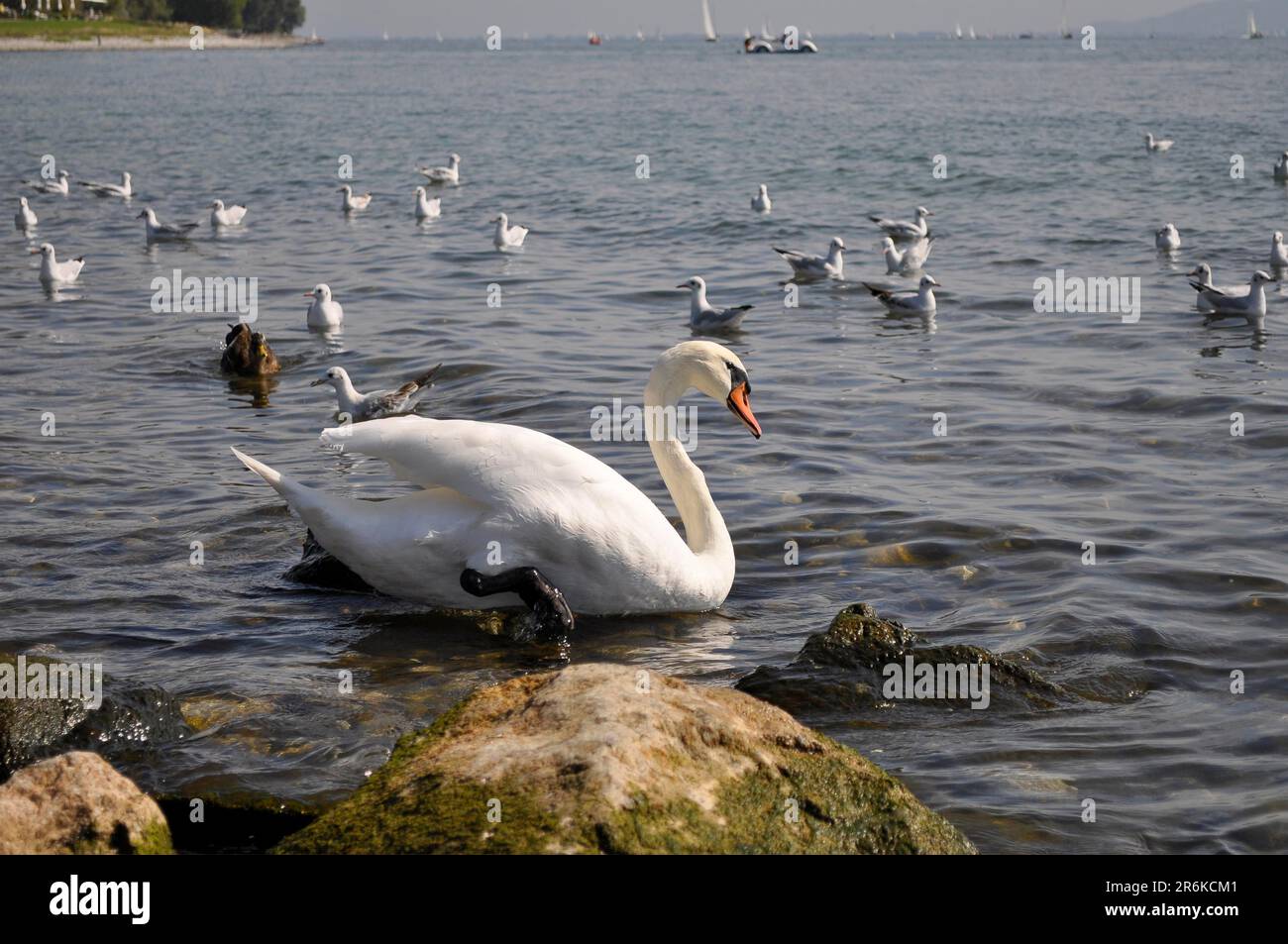 On Lake Constance, Langenargen, Swan with seagulls Stock Photo - Alamy