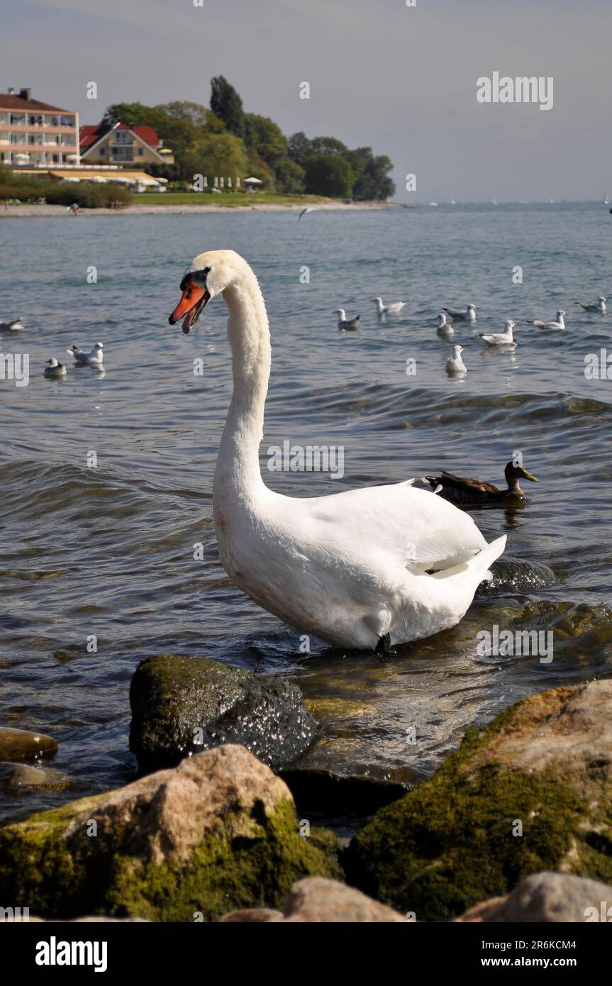 On Lake Constance, Langenargen, Swan with seagulls Stock Photo - Alamy