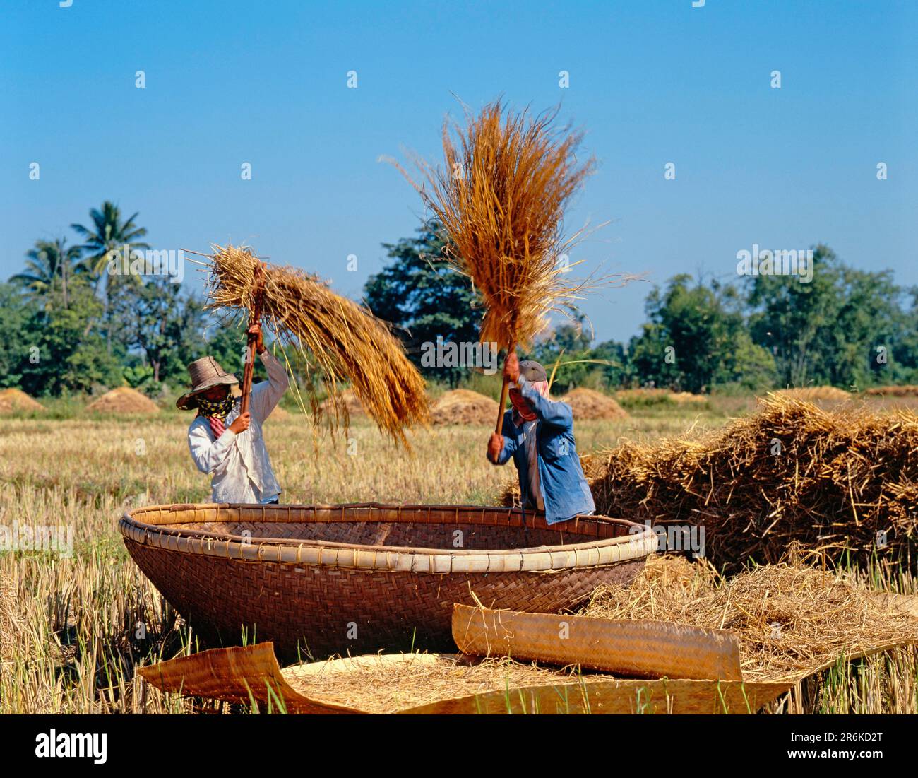 Farmers threshing rice, rice harvest, Thailand Stock Photo - Alamy
