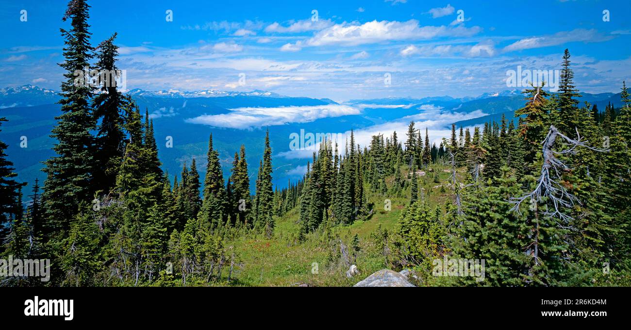 Coniferous forest british columbia hi-res stock photography and images ...