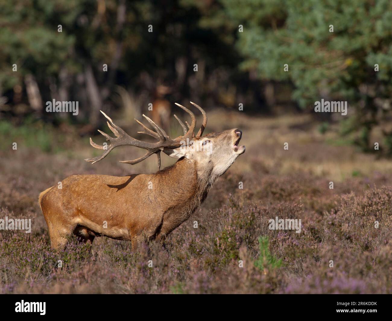 Red deer (Cervus elaphus) male, rut Stock Photo - Alamy