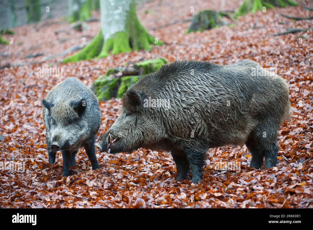 Wild boar pair hi-res stock photography and images - Alamy