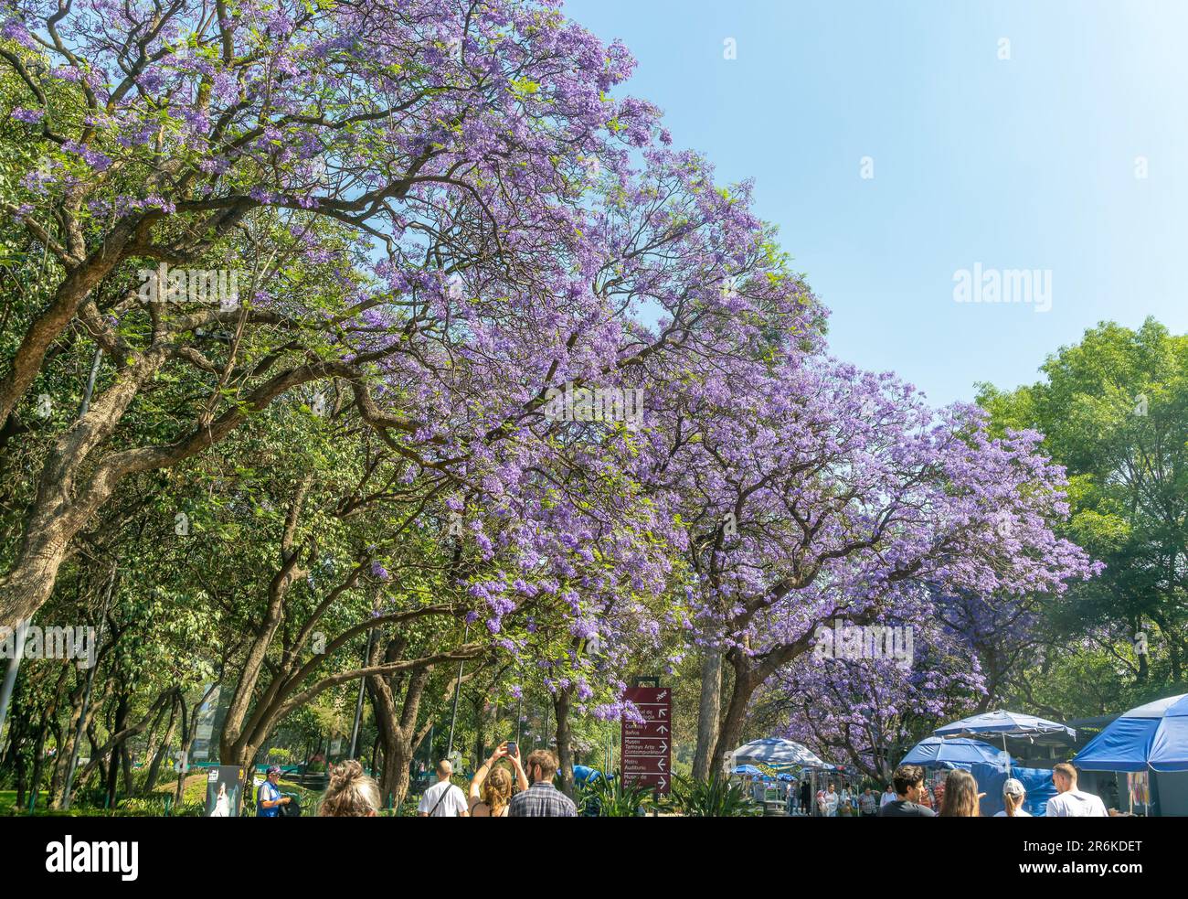 Jacaranda mimosifolia trees in flower, Bosque de Chapultepec Park ...