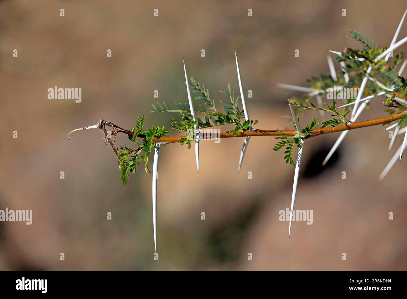 Acacia thorns hi-res stock photography and images - Alamy