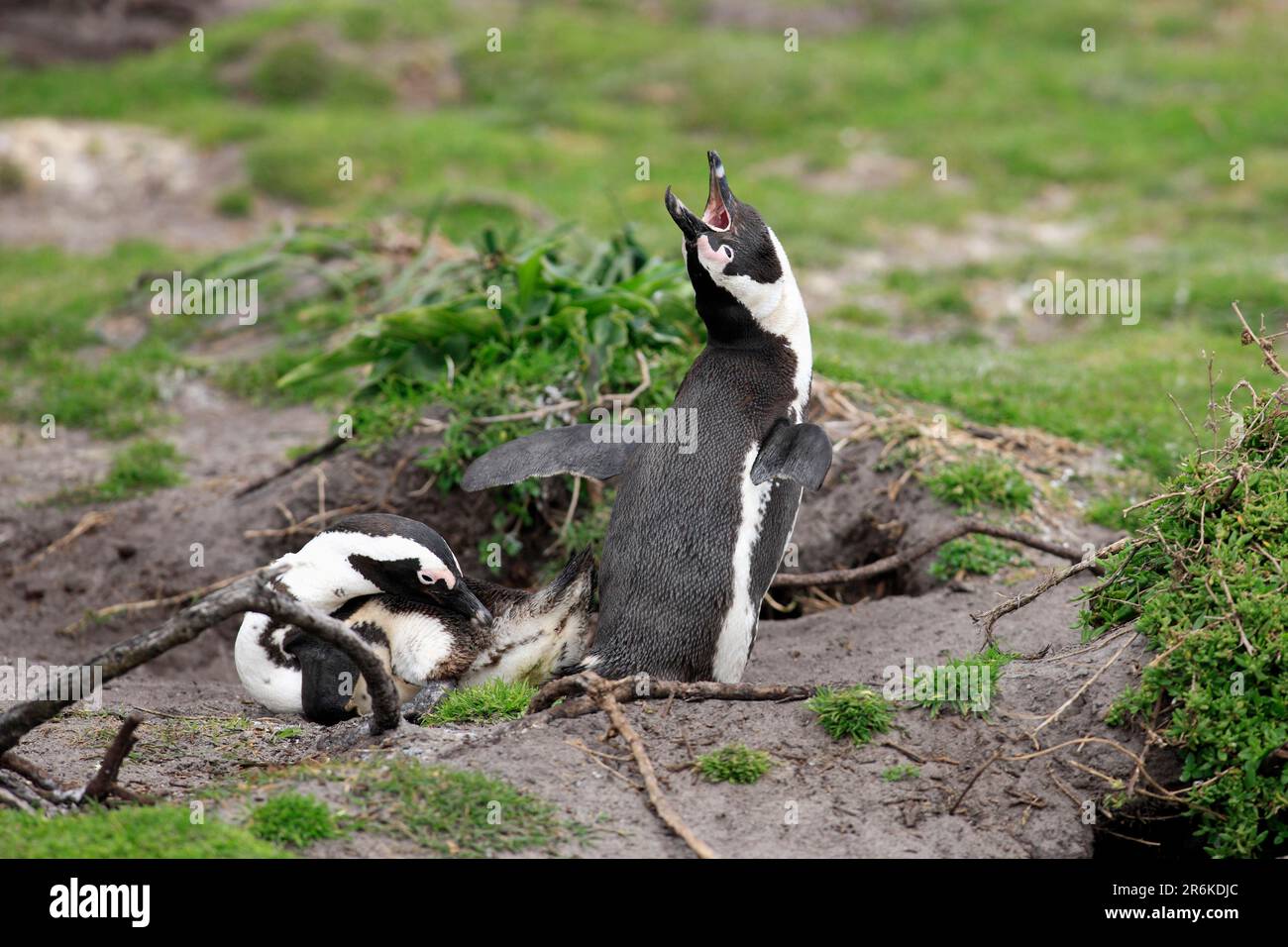 Penguin communication hi-res stock photography and images - Alamy