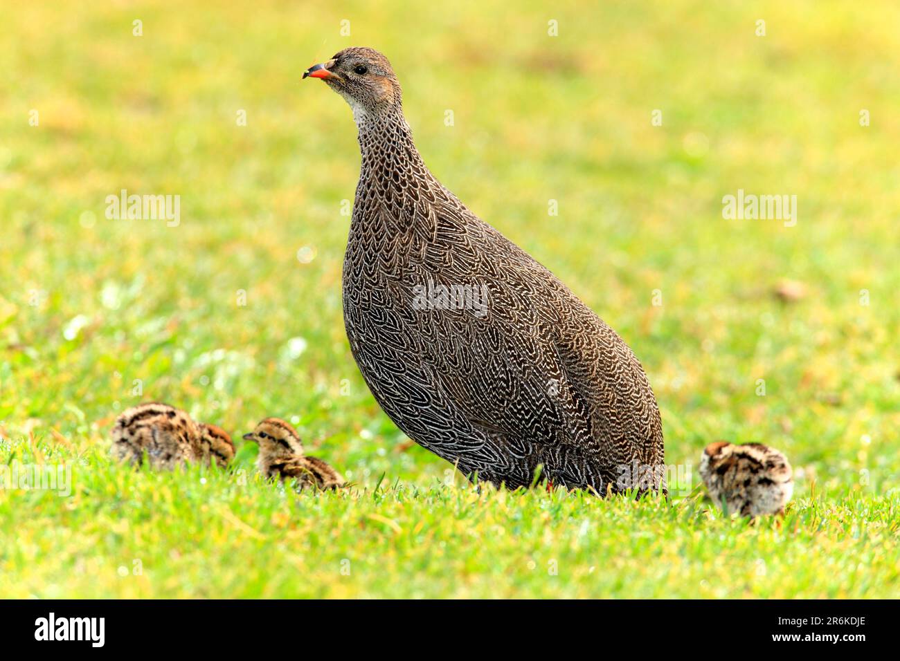 Cape spurfowl (Francolinus capensis), female with chicks Stock Photo ...