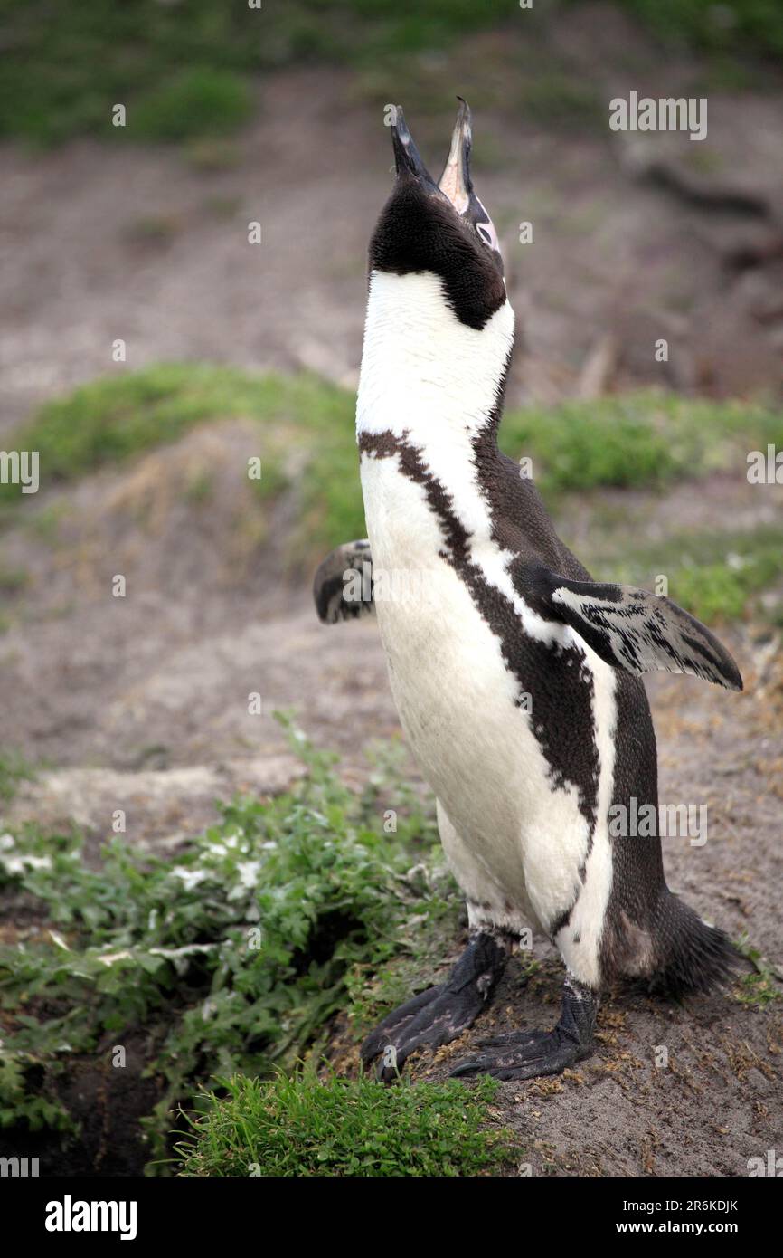 Penguin communication hi-res stock photography and images - Alamy
