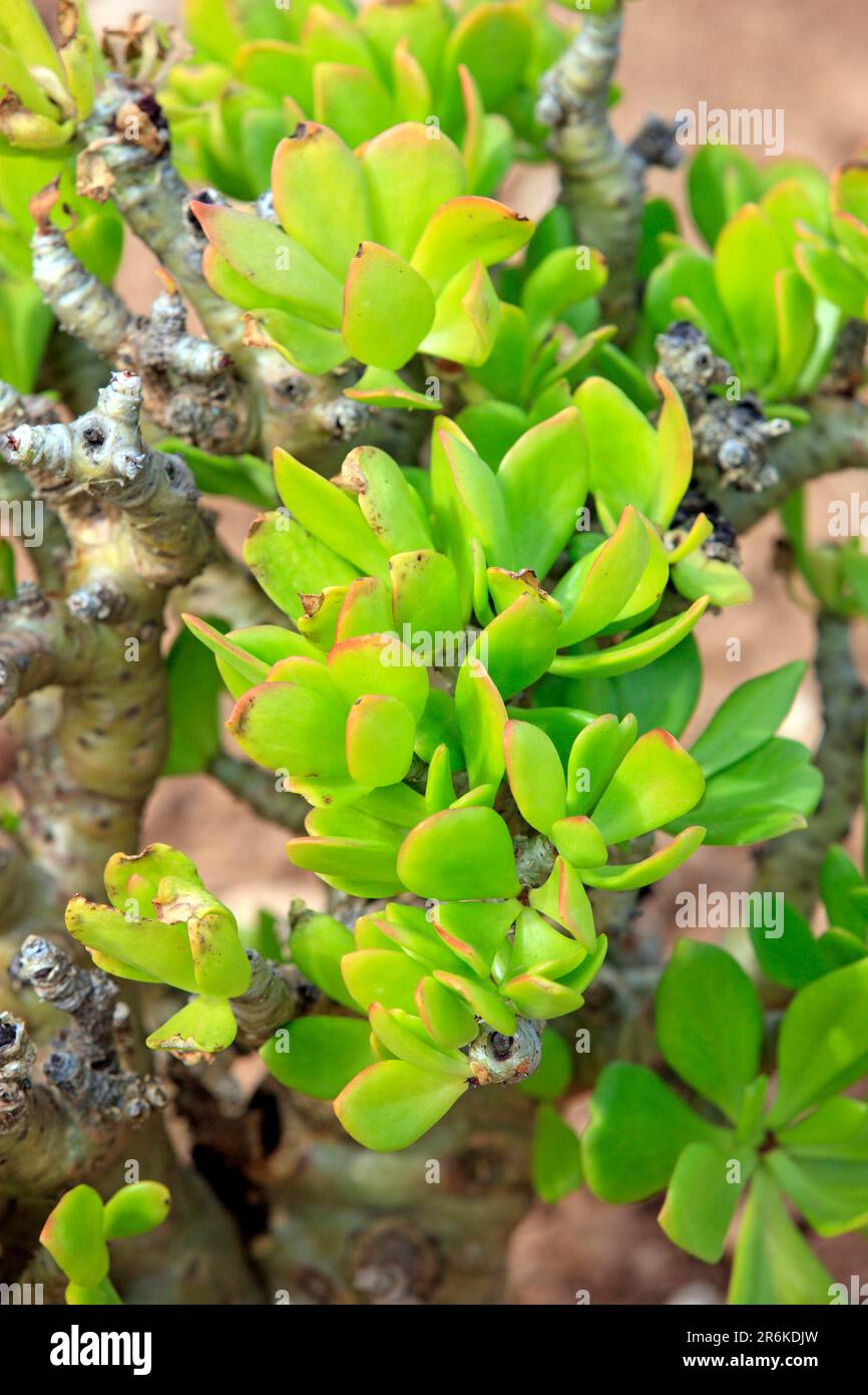 Botter boom (Tylecodon paniculatus Stock Photo - Alamy