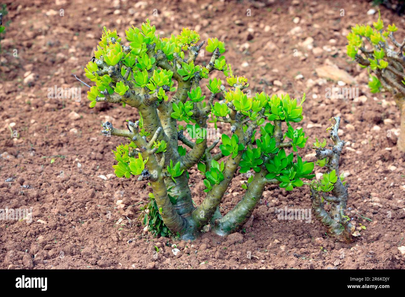 Tylecodon hi-res stock photography and images - Alamy