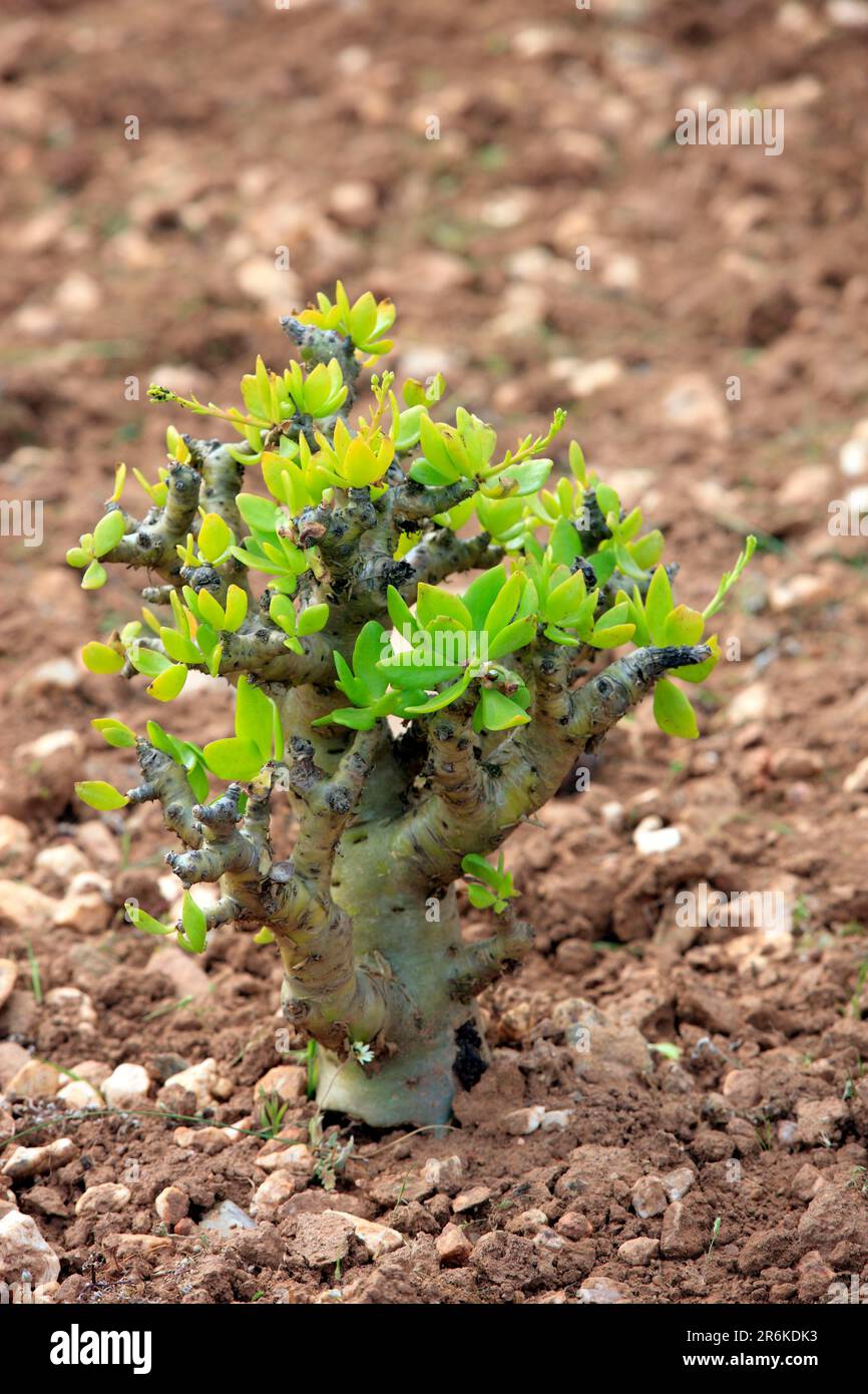 Botter boom (Tylecodon paniculatus Stock Photo - Alamy