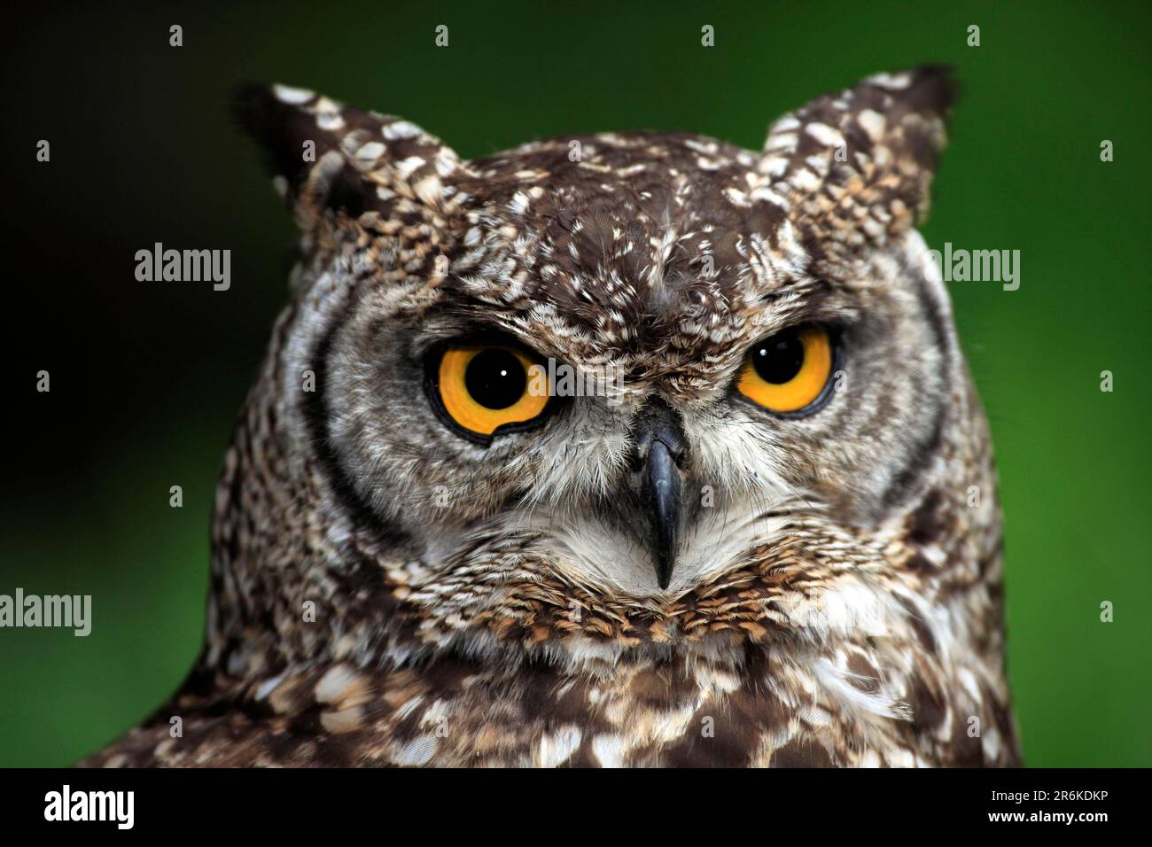 Spotted Eagle-owl (Bubo africanus), South Africa Stock Photo - Alamy