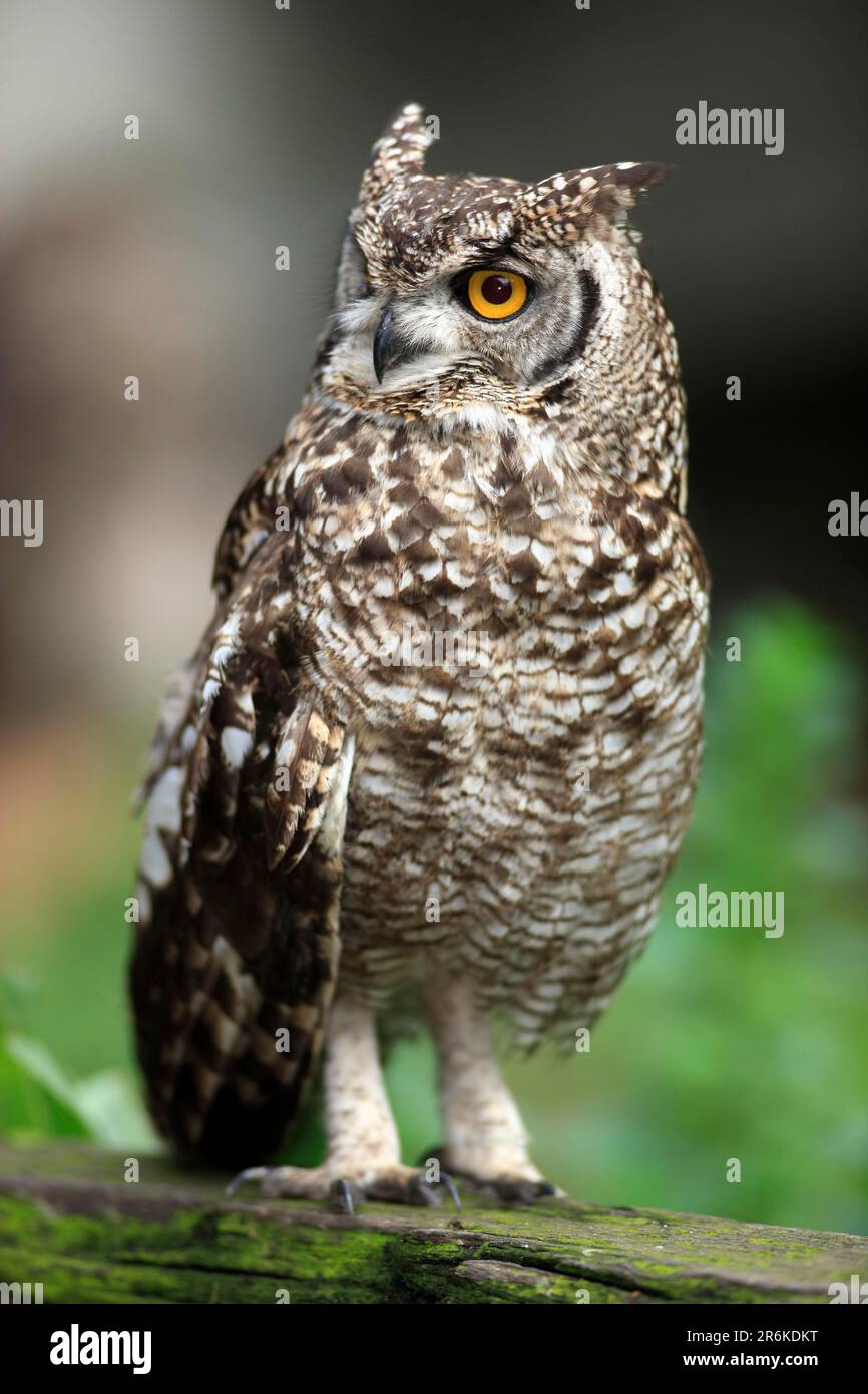 Spotted Eagle-owl (Bubo africanus), South Africa Stock Photo - Alamy