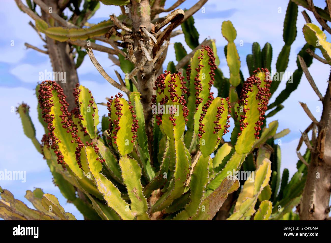 Poisonous fruit tree hi-res stock photography and images - Alamy
