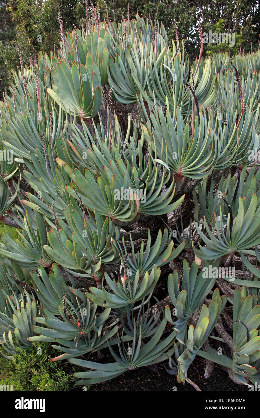 (Aloe plicatilis), fan aloe Stock Photo - Alamy