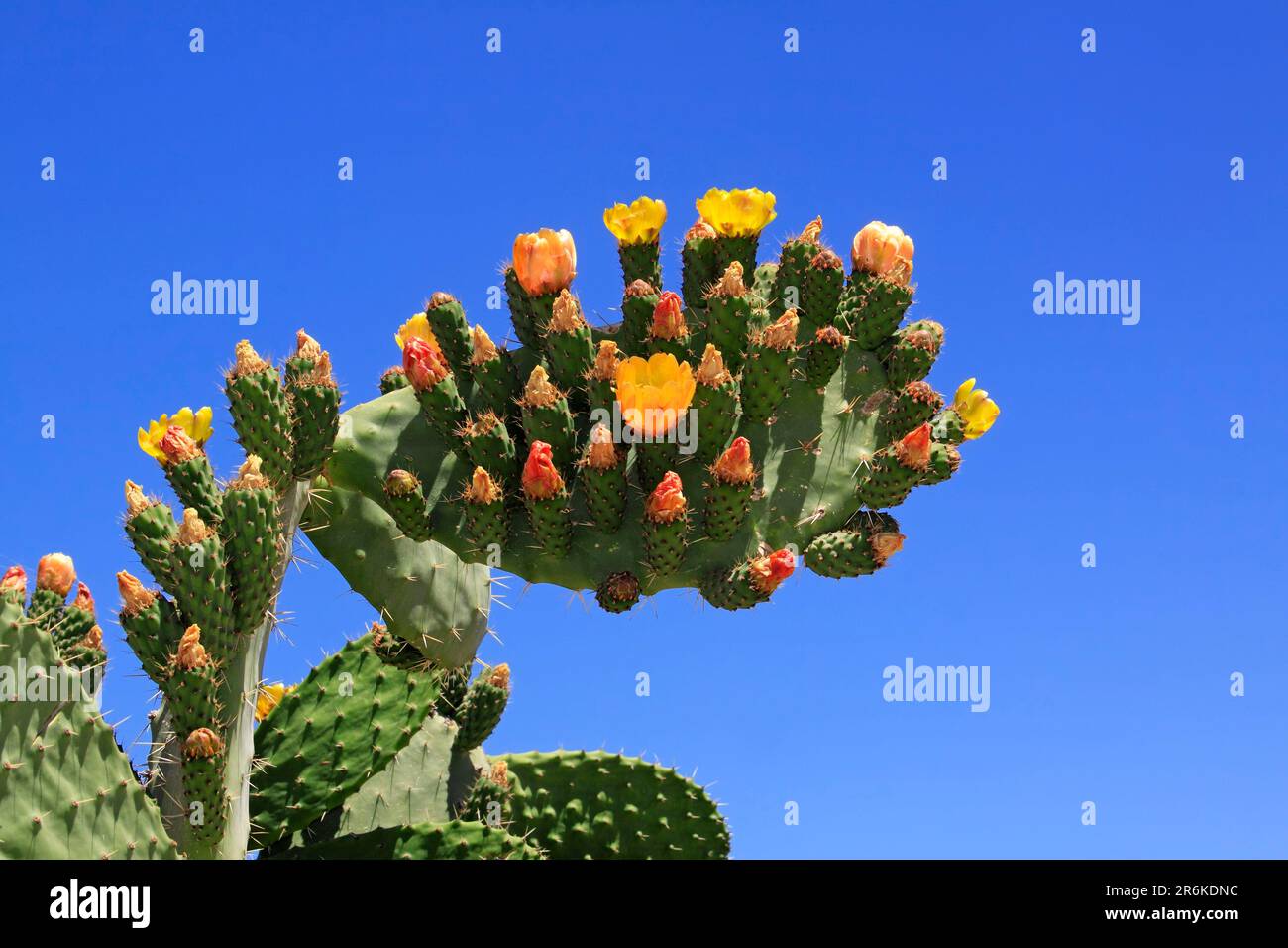 Indian cactus pear (Opuntia ficus-indica Stock Photo - Alamy