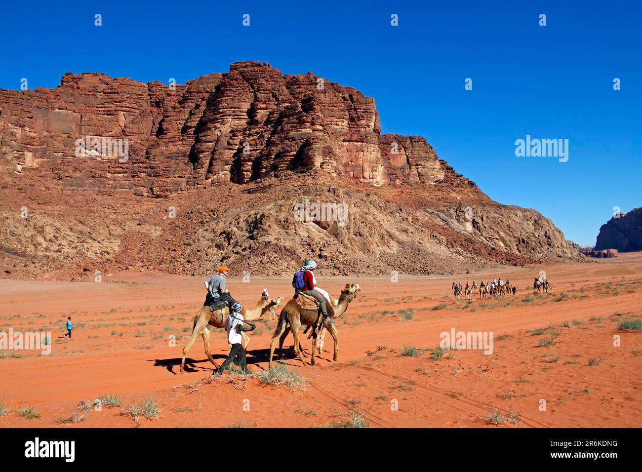 Bedouins with tourists on dromedaries (Camelus dromedarius), Wadi Rum ...