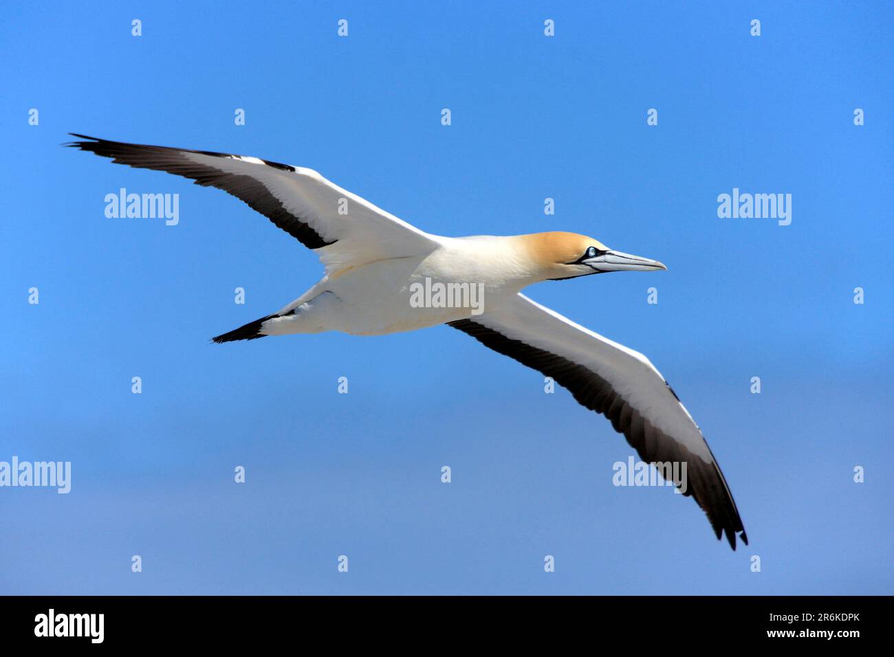 Cape gannet (Morus capensis), Lambert's Bay, South Africa (Sula ...