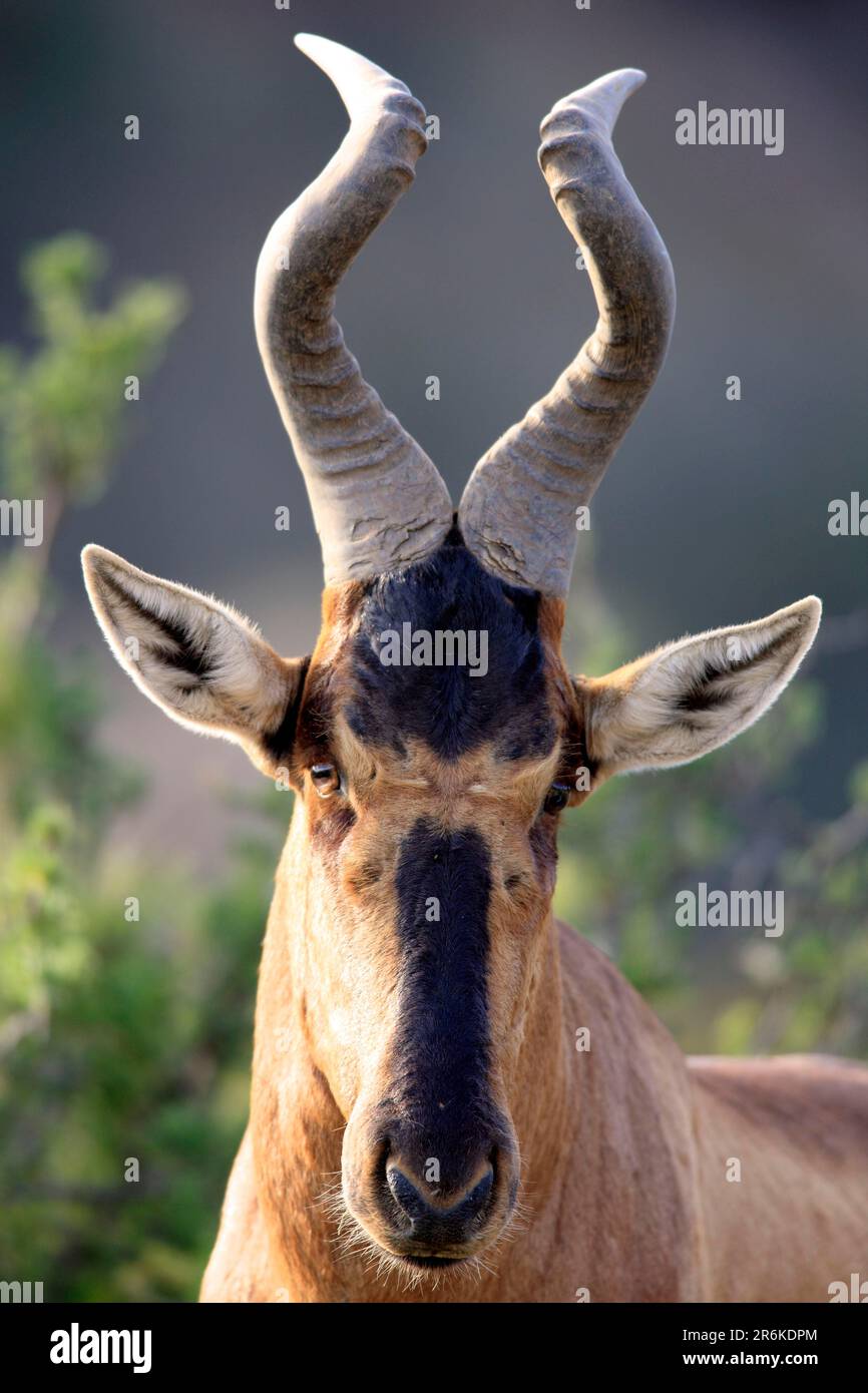 Cape red hartebeest hi-res stock photography and images - Alamy