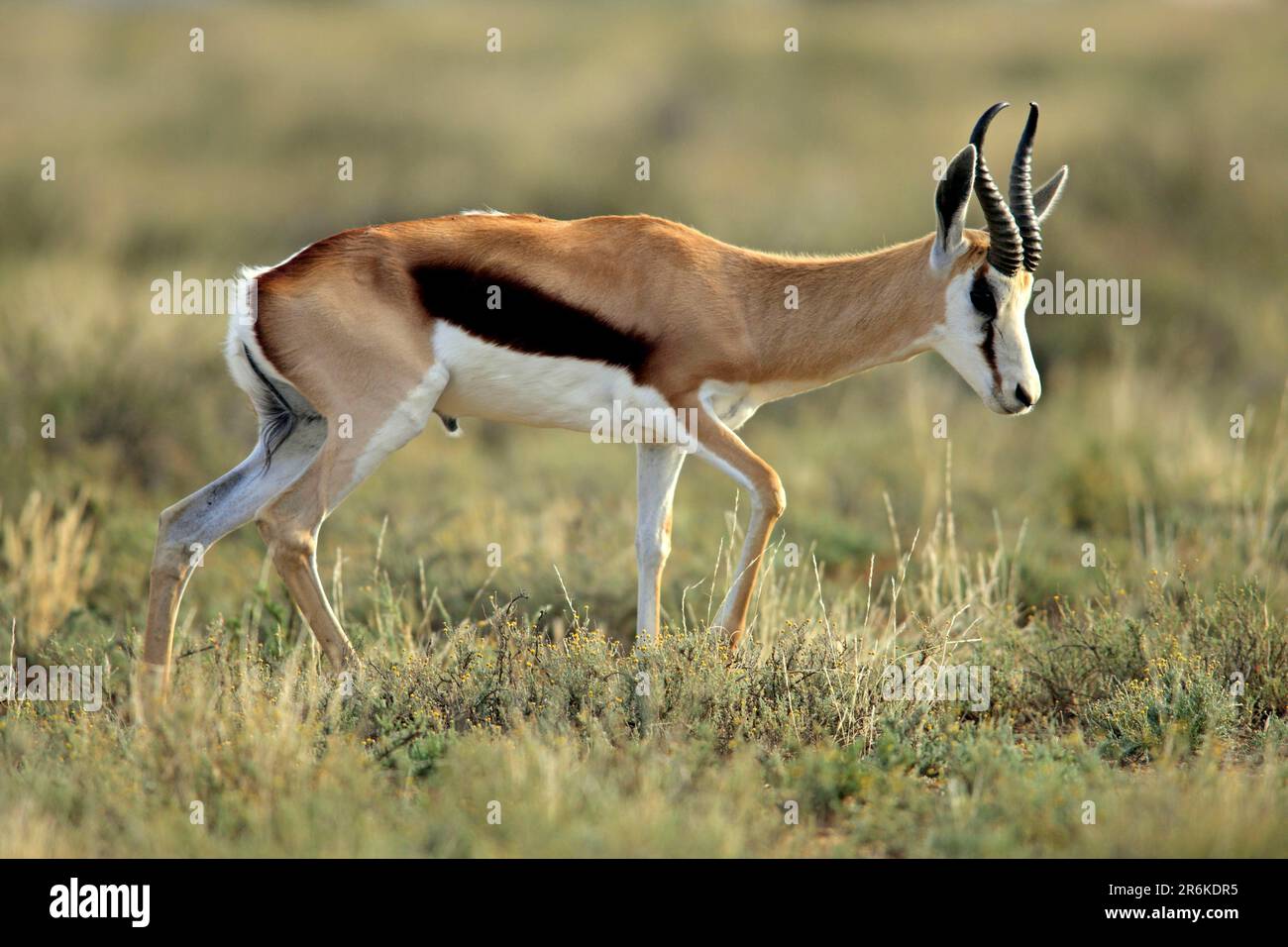 Springbok, male, Mountain Zebra National Park, South Africa (Anitdorcas ...