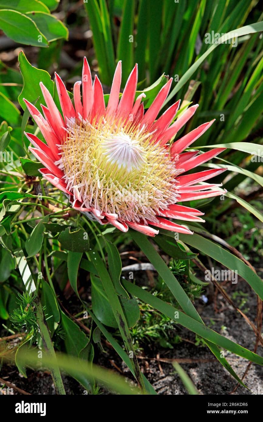 King protea (Protea cynaroides), Betty's Bay, South Africa Stock Photo ...