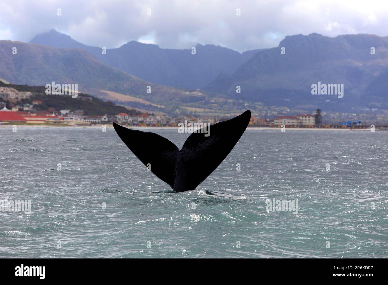 Southern right whale (Eubalaena australis), tail fin, Simon's Town ...