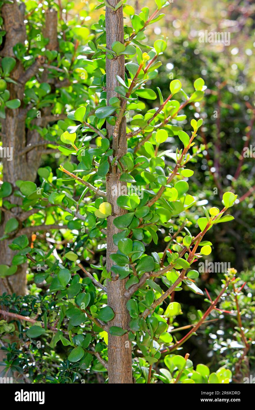 Spekboom (Portulacaria afra), penny tree Stock Photo - Alamy