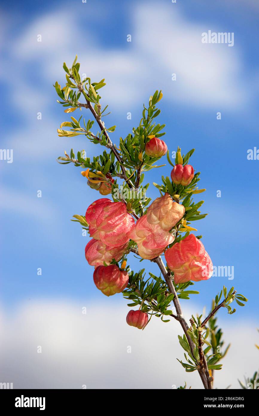 Chinese lantern tree, Western Cape, South Africa (Nymania capensis ...