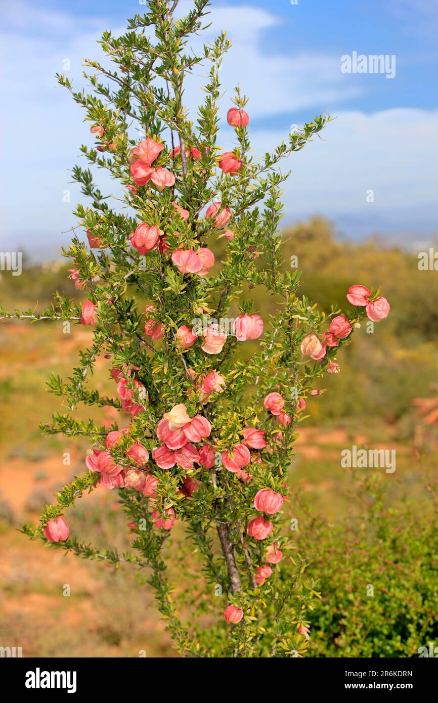 Chinese lantern nymania capensis hi-res stock photography and images ...