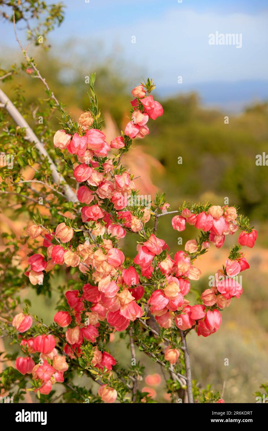 Chinese lantern tree, Western Cape, South Africa (Nymania capensis ...