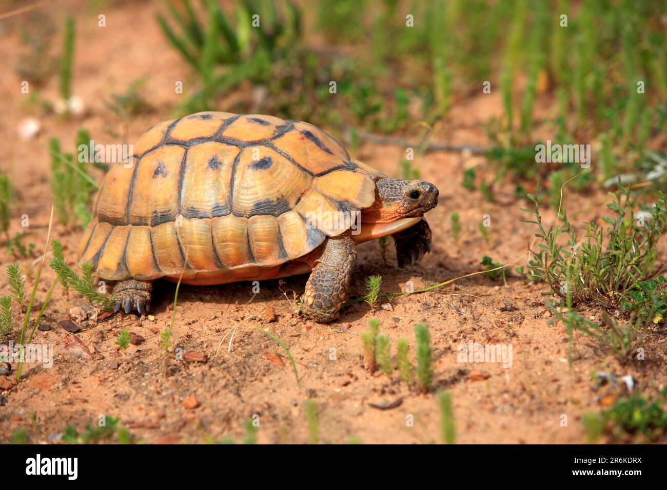 Leopard tortoise (Testudo pardalis), Mountain Zebra National Park ...