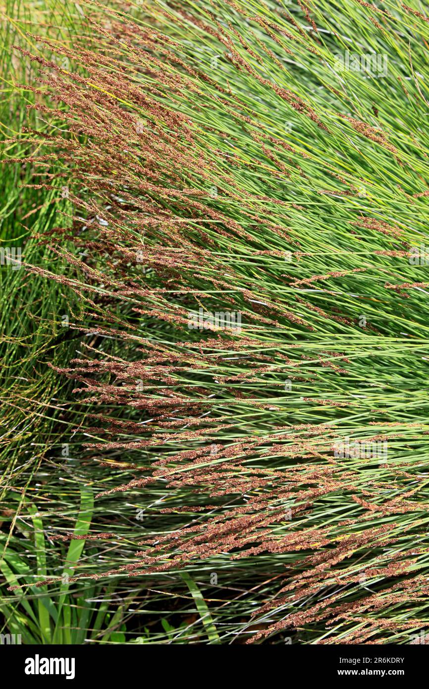 Chondropetalum hi-res stock photography and images - Alamy