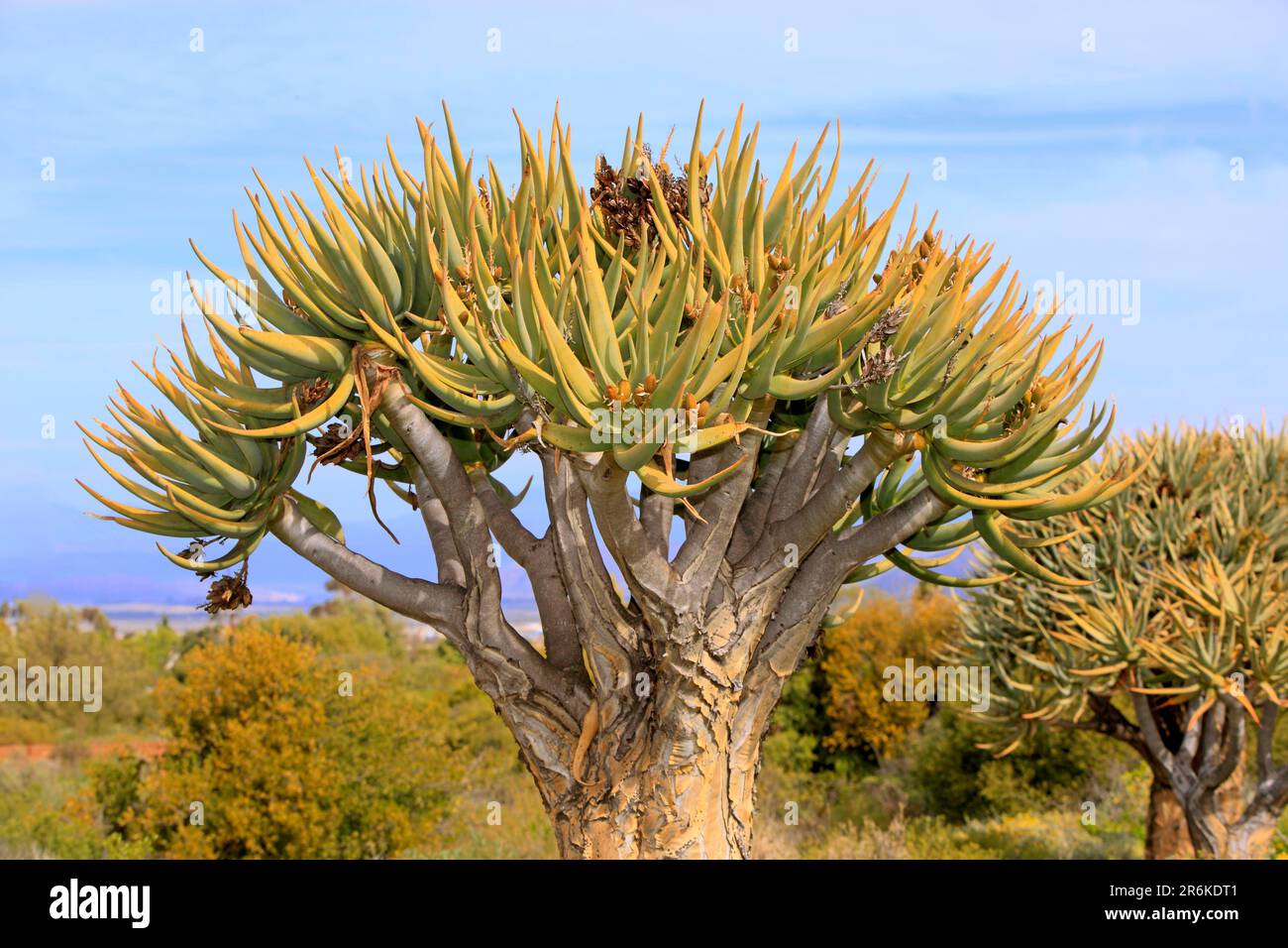 Quiver tree (Aloe dichotoma), South Africa Stock Photo - Alamy