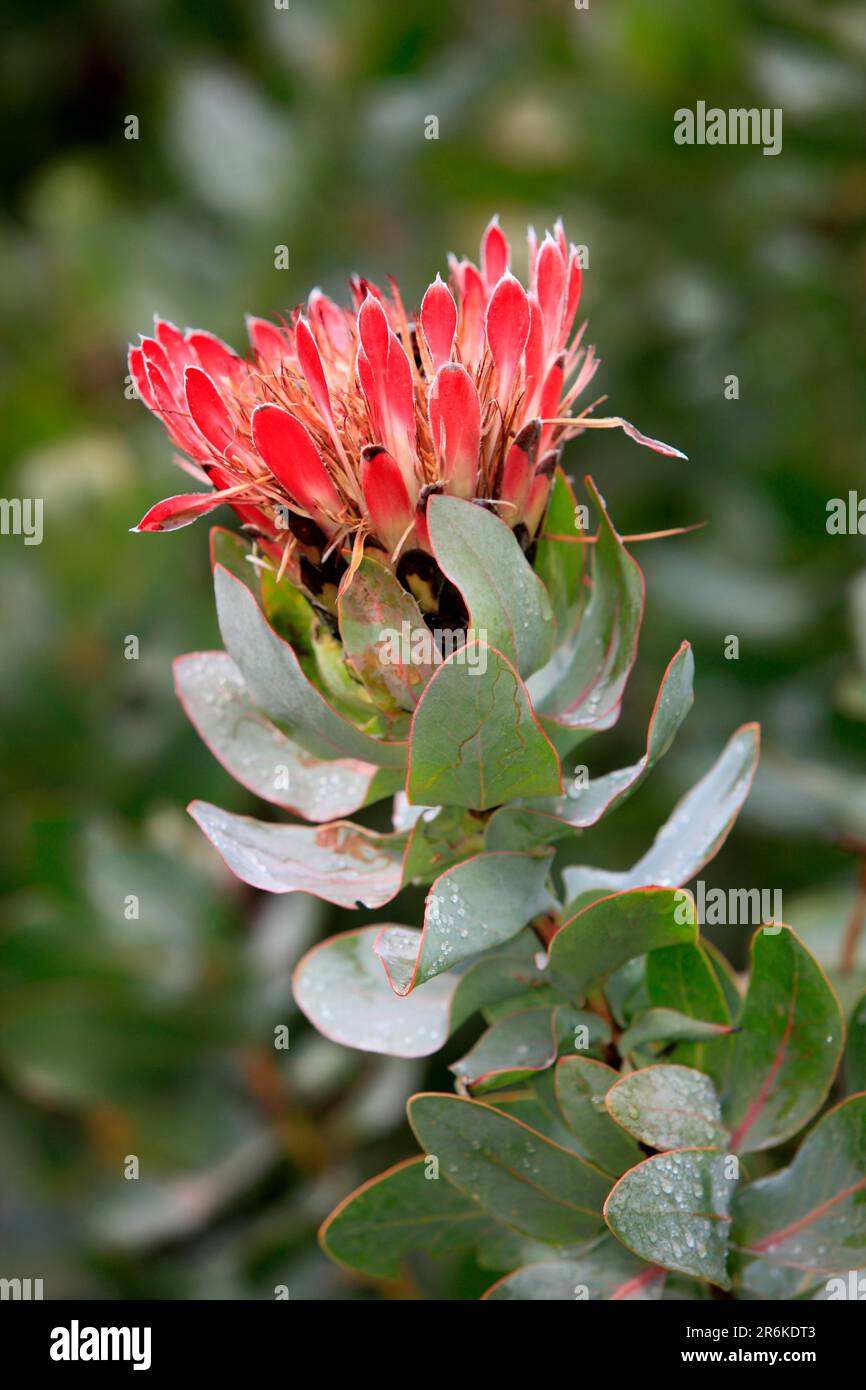 King protea (Protea cynaroides), South Africa Stock Photo - Alamy