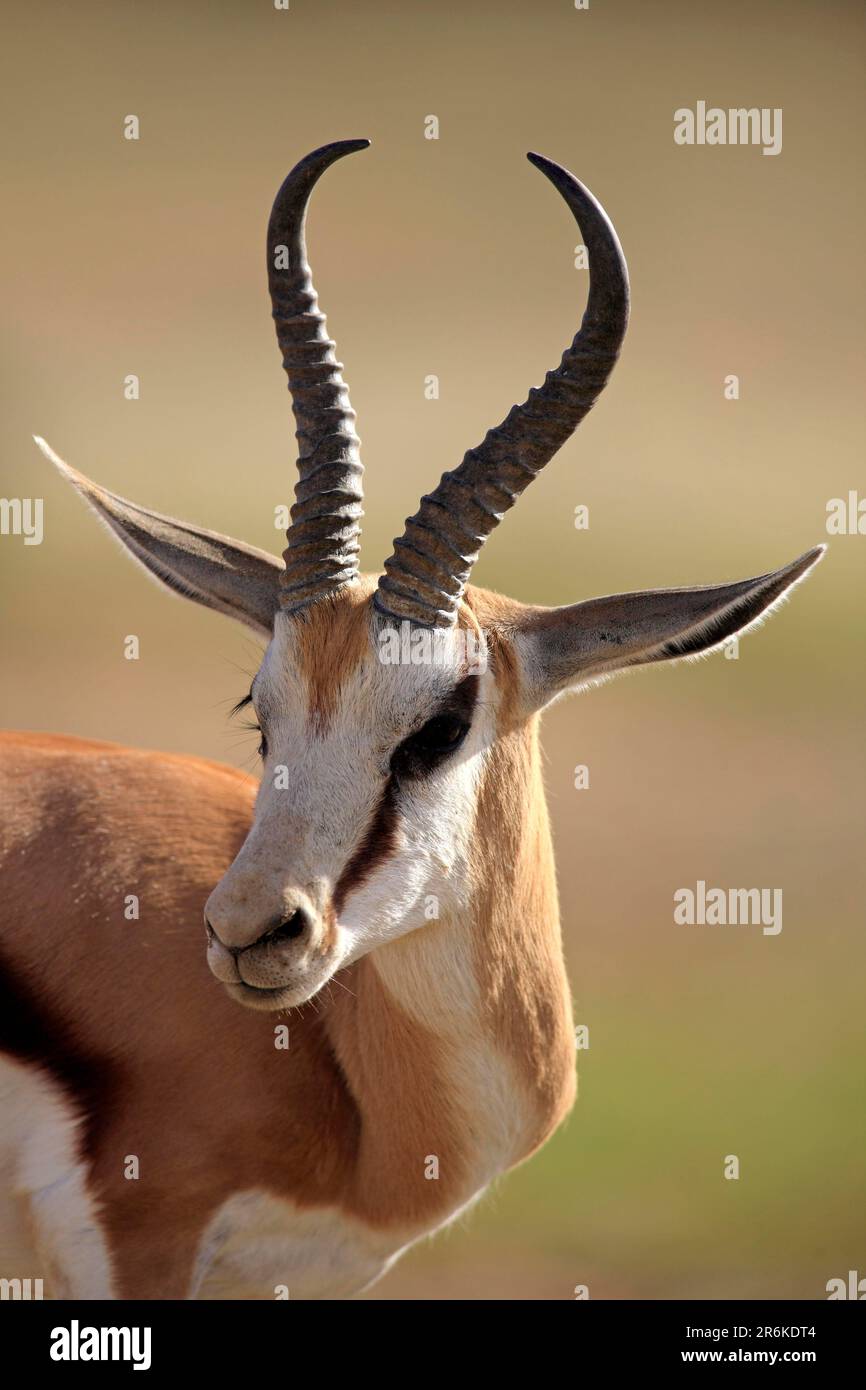 Springbok, Mountain Zebra National Park, South Africa (Anitdorcas ...