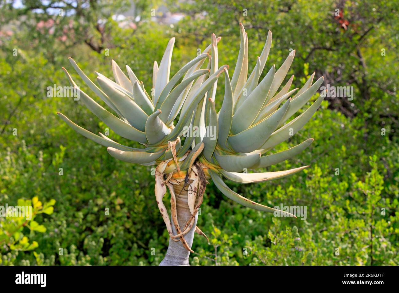 Quiver tree flowering hi-res stock photography and images - Alamy