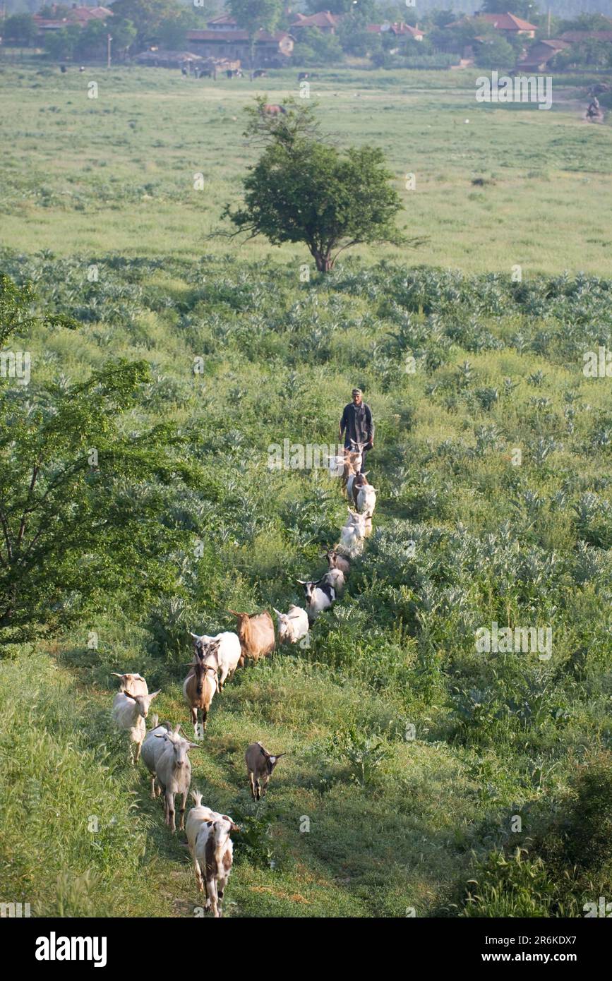 Shepherd with domestic goats, goats, goat, domestic goat, goat herder ...
