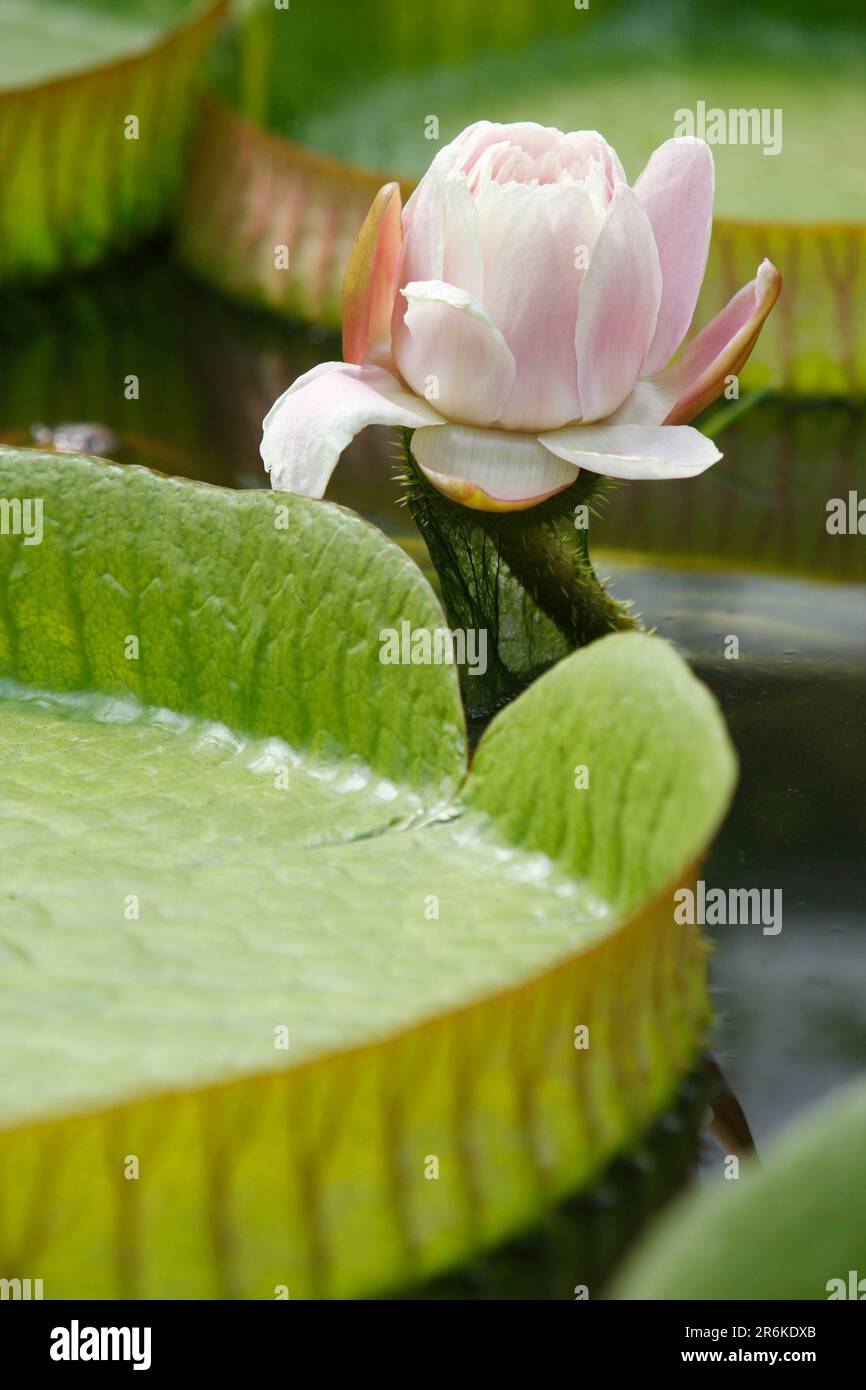 Santa Cruz water lily (Victoria cruziana), giant water lily Stock Photo - Alamy