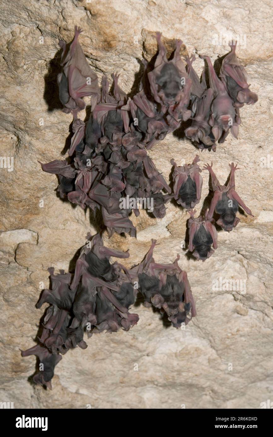 Greater Horseshoe Bats (Rhinolophus ferrumequinum), youngs, Bulgaria ...