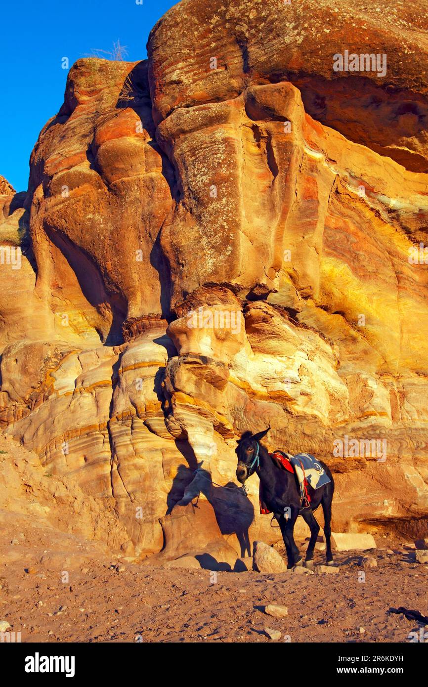 Donkey in front of sandstone rock, donkey, Petra, capital of the ...