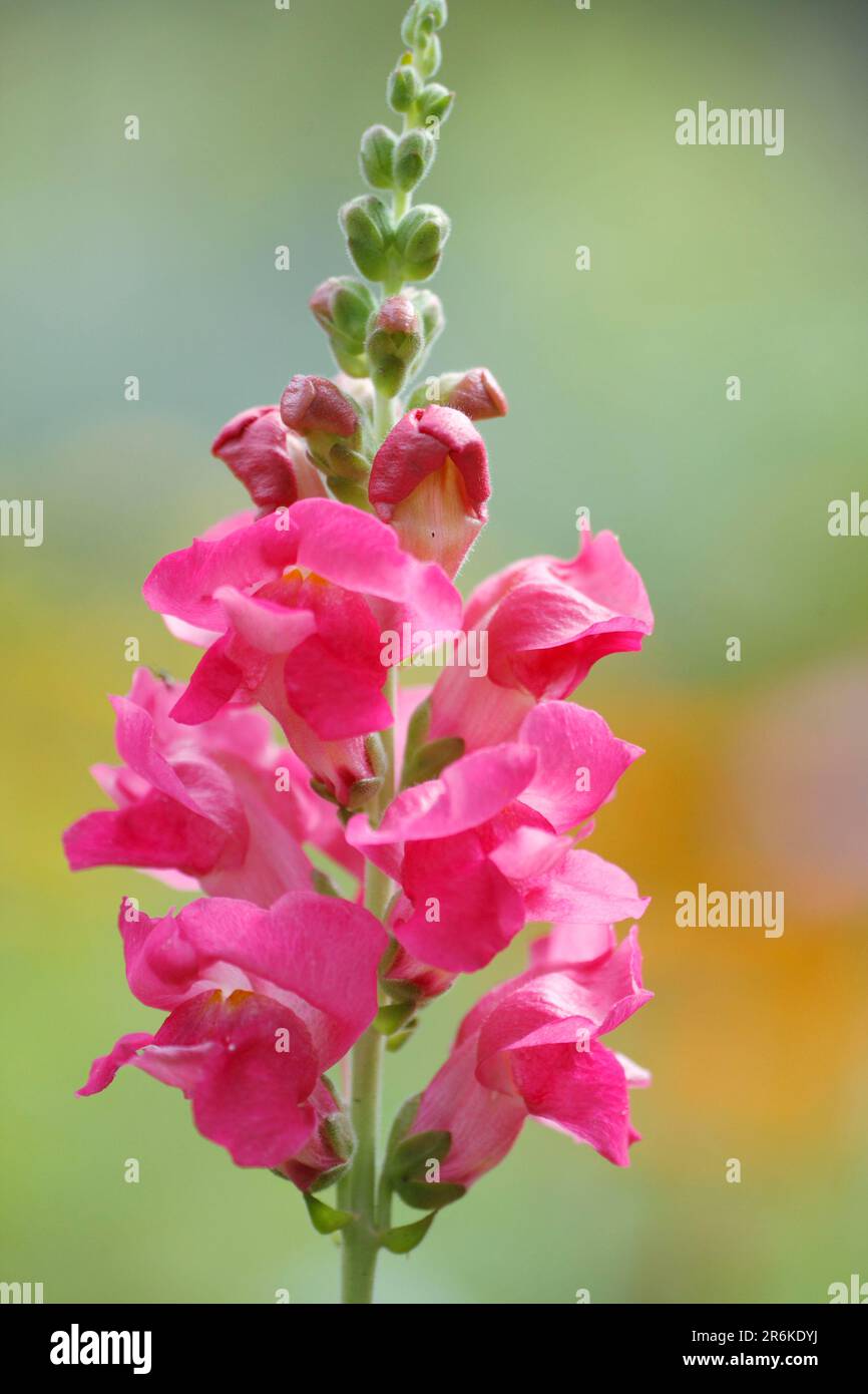 Common snapdragon (Antirrhinum majus), snapdragon Stock Photo - Alamy