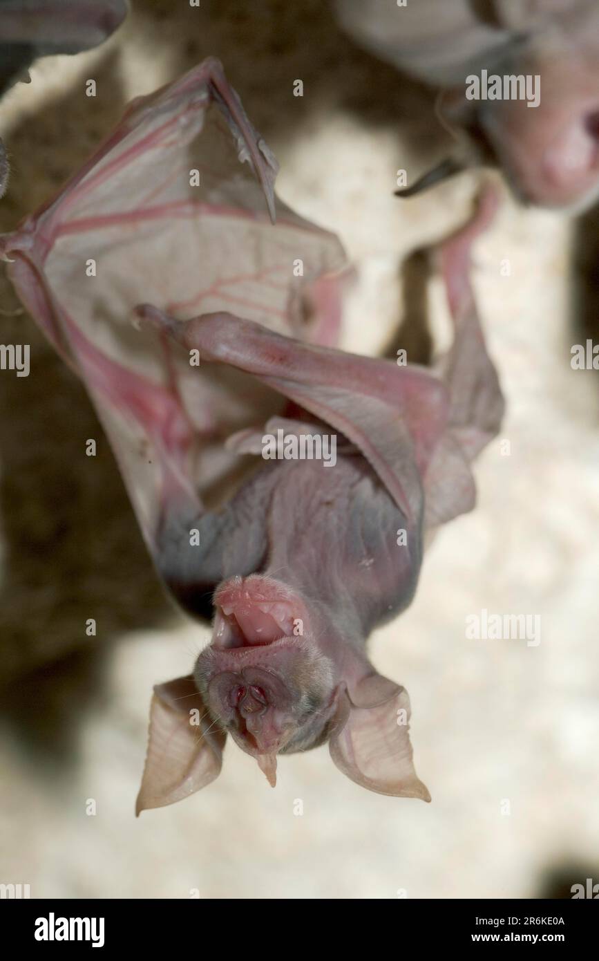 Horseshoe bat young hi-res stock photography and images - Alamy