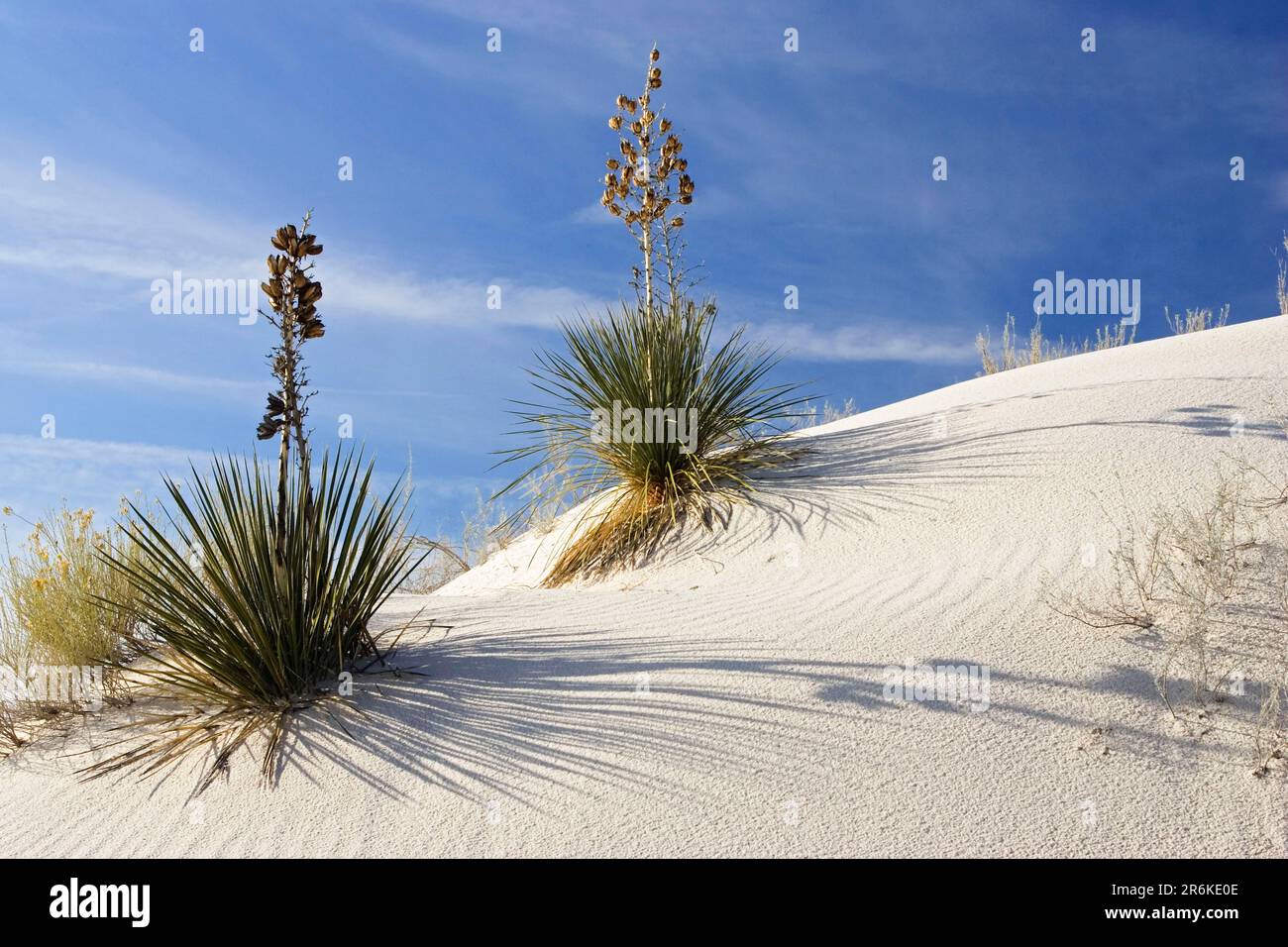 Soap tree yucca in desert, White Sands National Monument, Soaptree ...