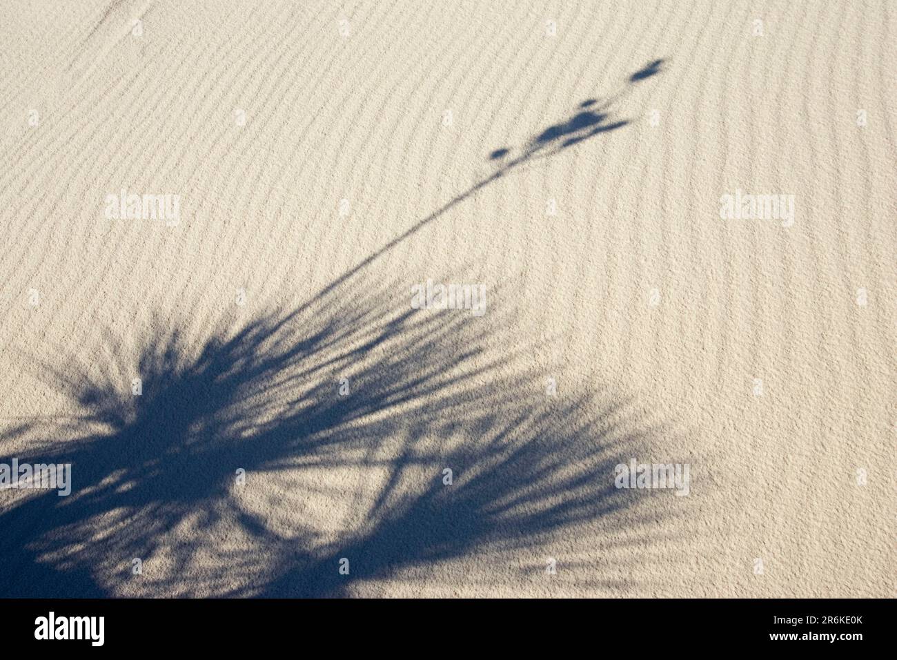 Shade of soap tree yucca in desert, White Sands National Monument ...