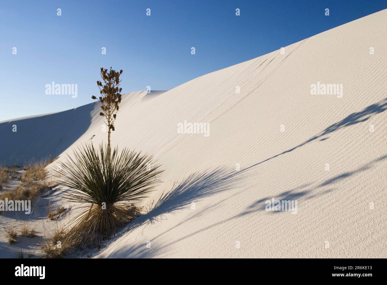 Soap tree yucca in desert, White Sands National Monument, Soaptree ...