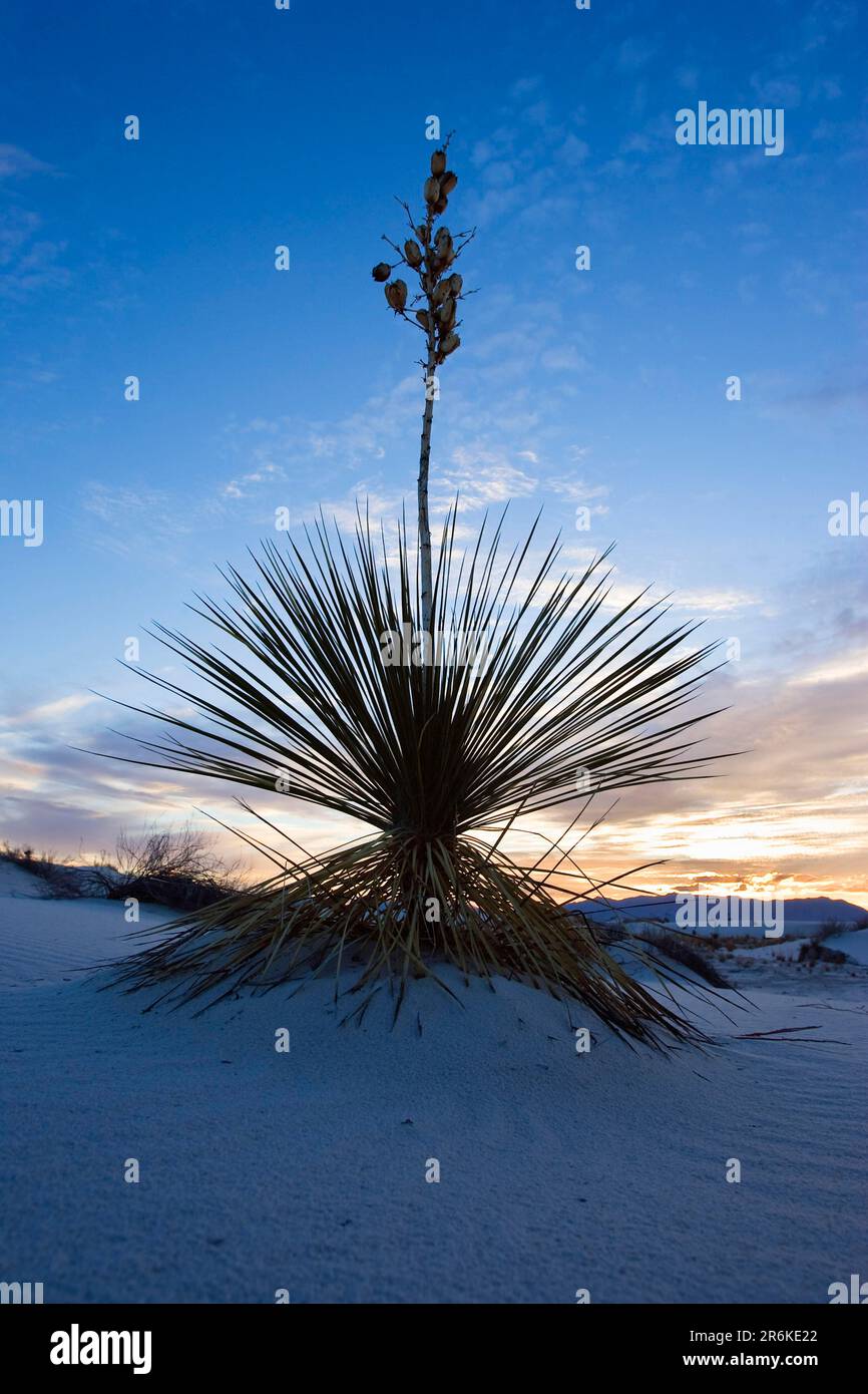 Soap tree yucca in desert, White Sands National Monument, Soaptree ...