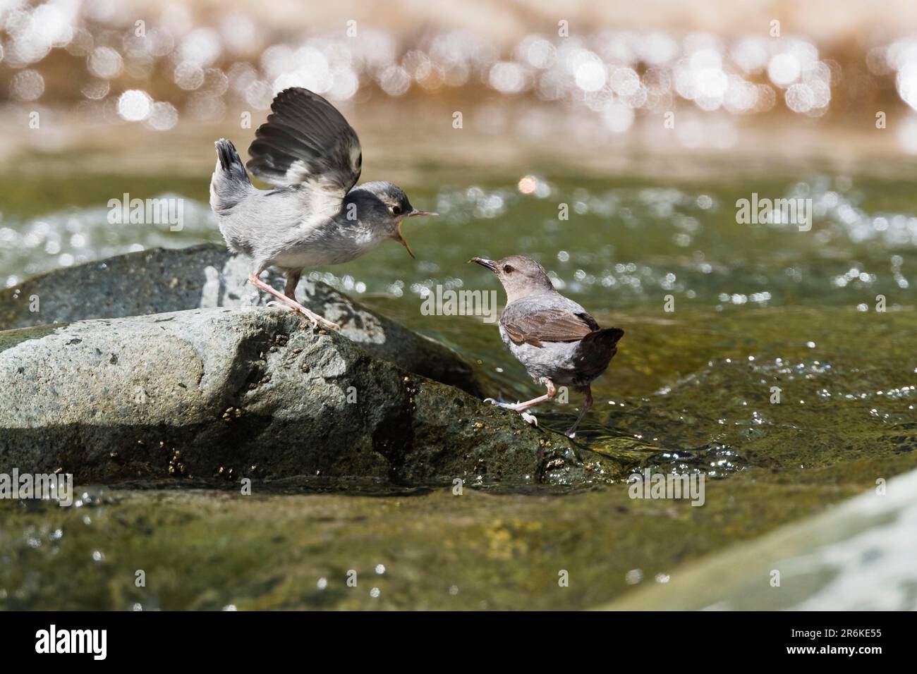 American White-throated Dipper (Cinclus mexicanus) with young bird ...