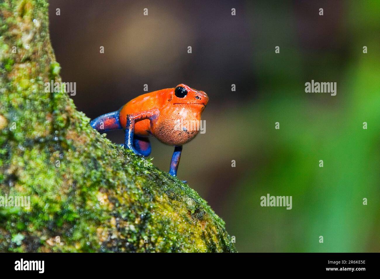 Strawberry poison-dart frog (Dendrobates pumilio), male, strawberry ...