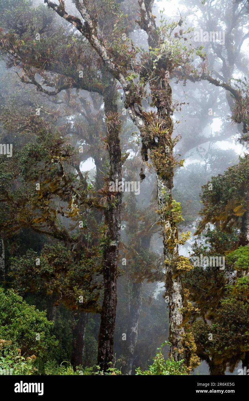 Tropical cloud forest, Cerro de la muerte, Costa Rica Stock Photo - Alamy