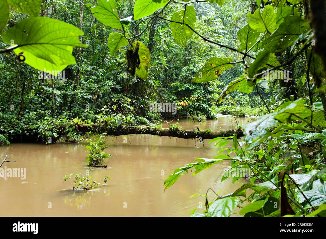 Braulio carrillo national park hi-res stock photography and images - Alamy