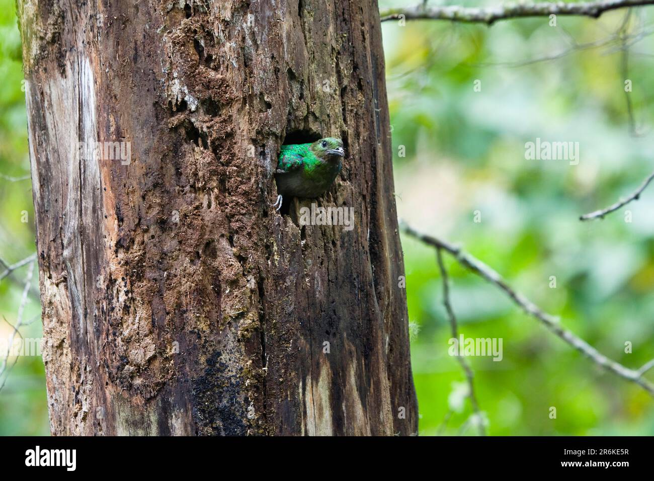 Quetzal, female in nest hole (Pharomachrus mocinno costaricensis), bird ...